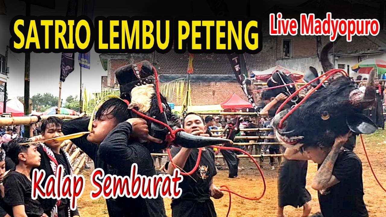 KALAPAN SEMBURAT BANTENGAN SATRIO LEMBU PETENG | Live Madyopuro 10 ...