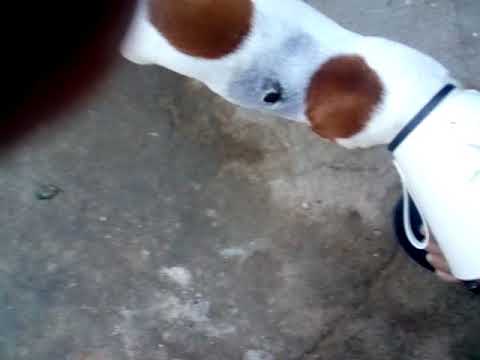 Aysha a sapequinha