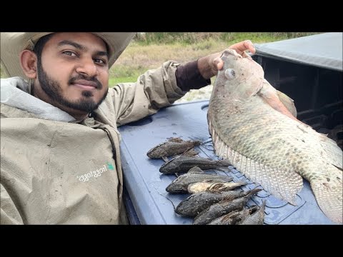 Catching Hassa & Tilapia (Catch, Clean, Cook) Hassa Curry (Part 3 Of 3 ...