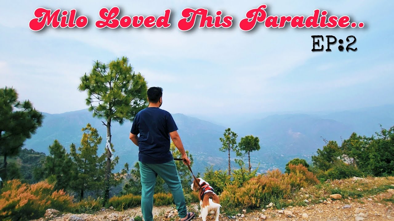 Full on Fun day with my Beagle 🦮 | Dharon Ki Dhar | Solan | Ansh On The ...