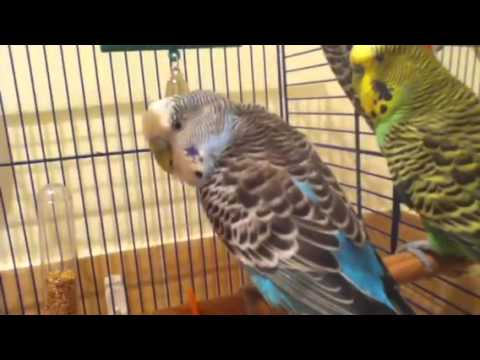 How to hand train your budgie - YouTube
