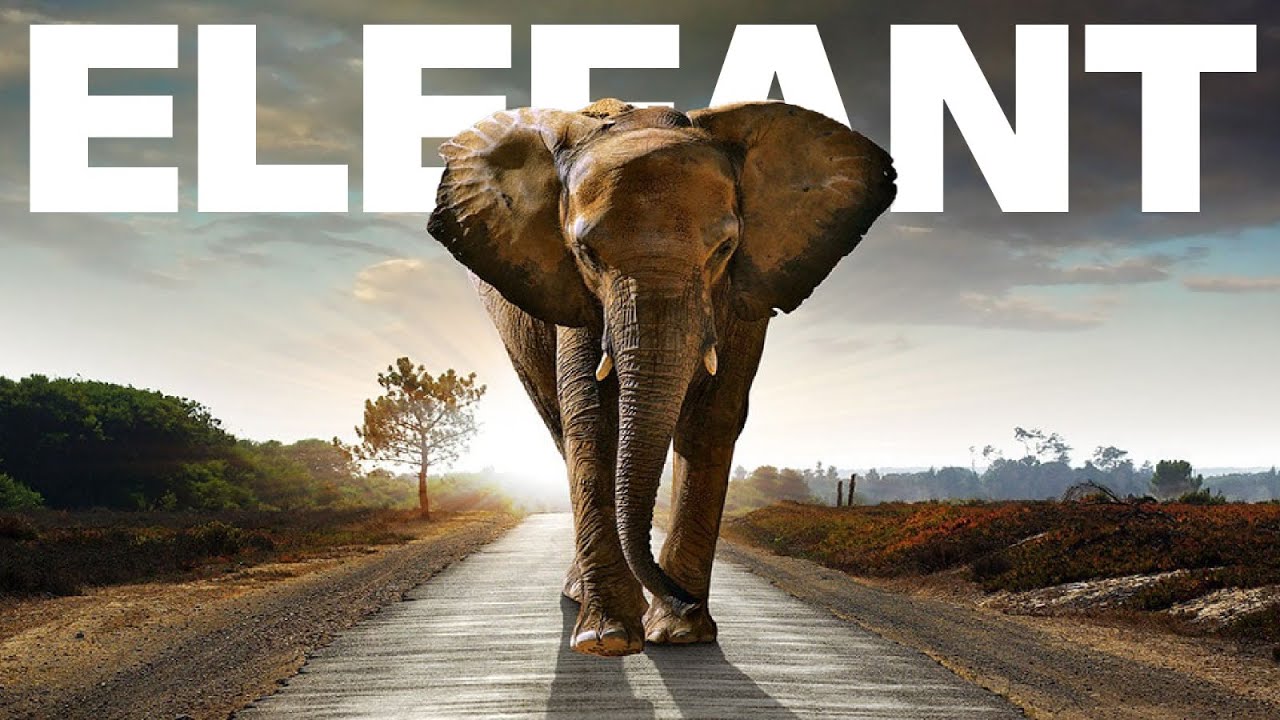 ELEFANTUL Are Degete In Trompa - YouTube