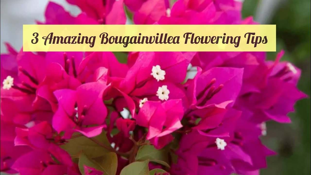 Bougainvillea plant | How to get countless flower in bougainvillea ...