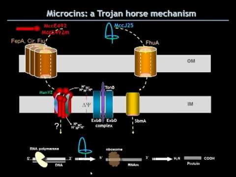 Microcins in action by Sylvie Rebuffat - YouTube