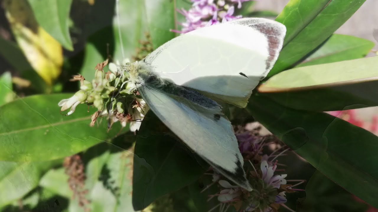 Van ei tot vlinder info - YouTube