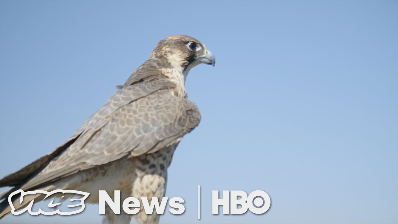A Master Falconer Shows How His Bird Protects Valuable U.S. Crops (HBO ...