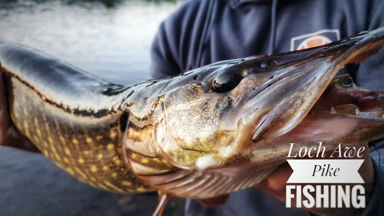 Loch Awe pike fishing - YouTube