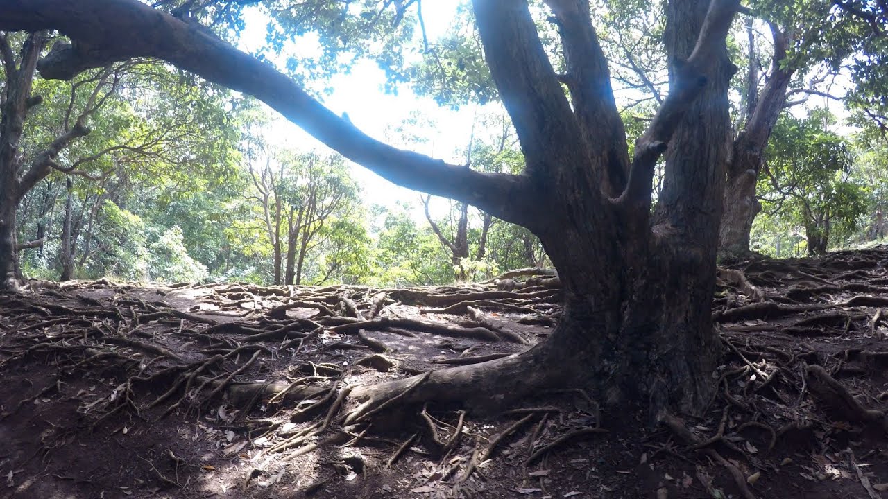 I hiked the best trail in Oahu, Hawaii - Waimano Falls - Manana Ridge ...