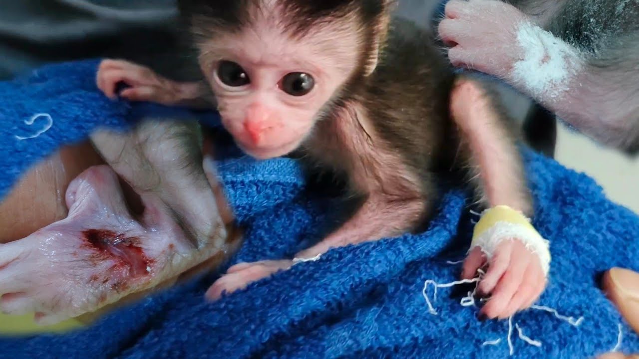 Administering medicine to the injured newborn monkey's legs and putting ...
