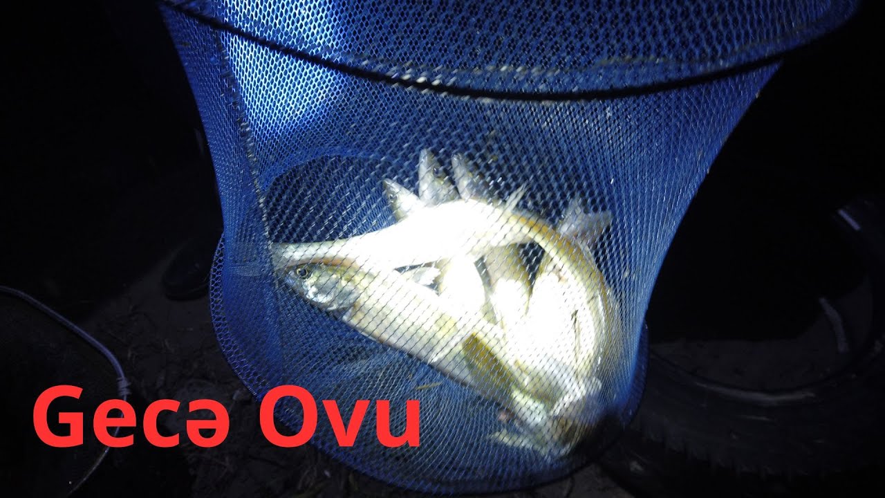 Sudak Ovu#Catch Fish#Deep Sea Fishing#catching_video #fishing # ...