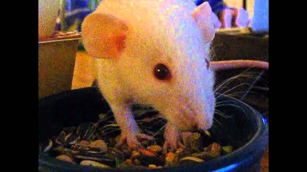 Baby rex dumbo rat yawning - YouTube