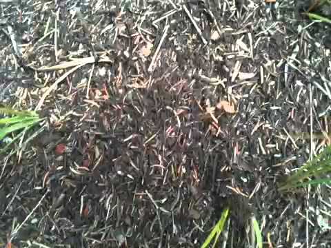 Biggest ant hill ever - YouTube