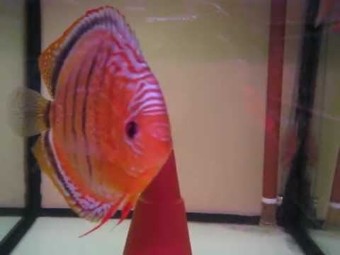 Discus green Tefe wild / Red-Spotted - YouTube