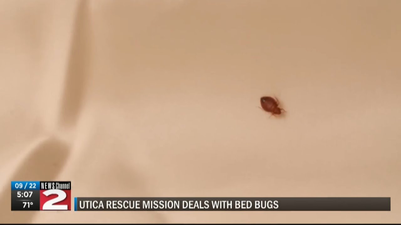2 Area Locations Dealing with Bed Bugs - YouTube