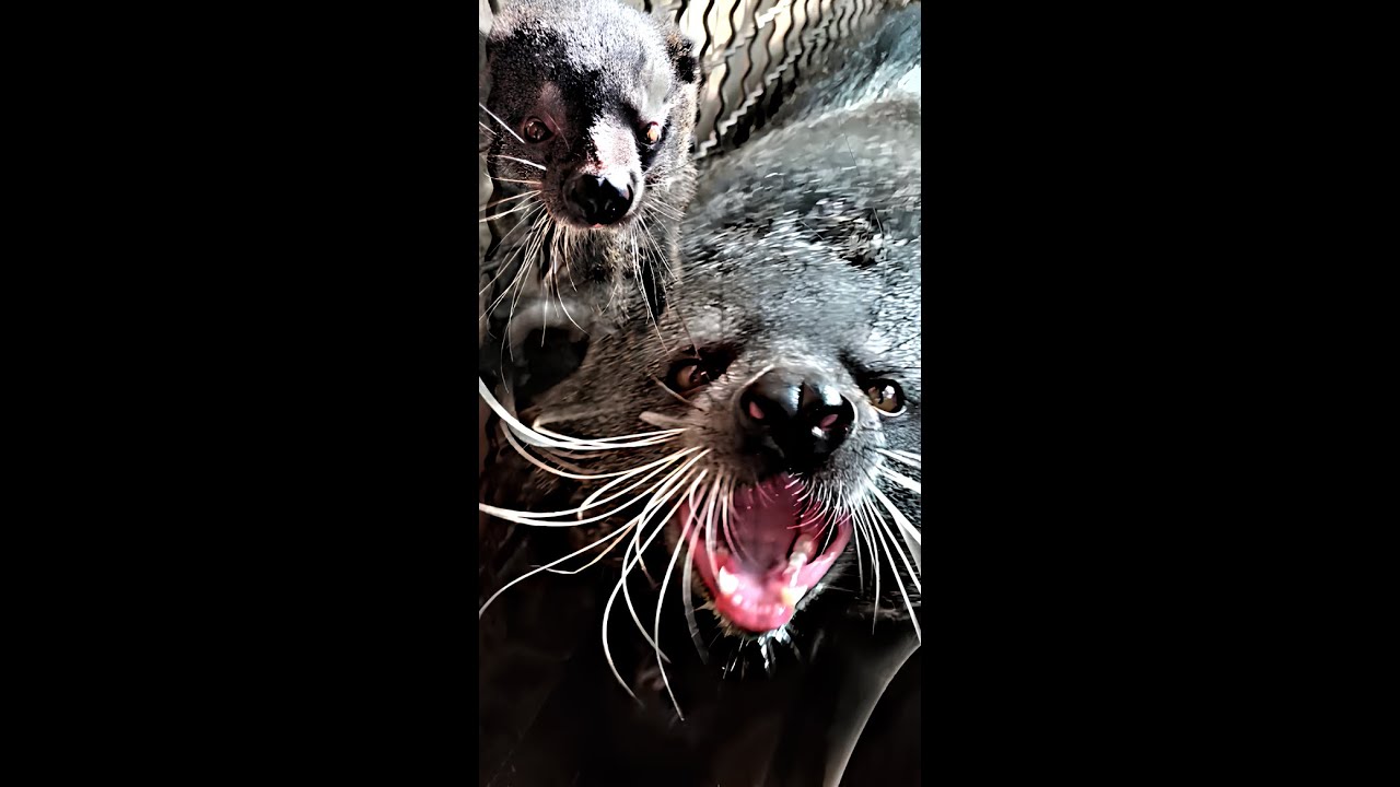 Сердитая Белла и любящие Бинта и Бини) Angry Bella and loving Binta and ...