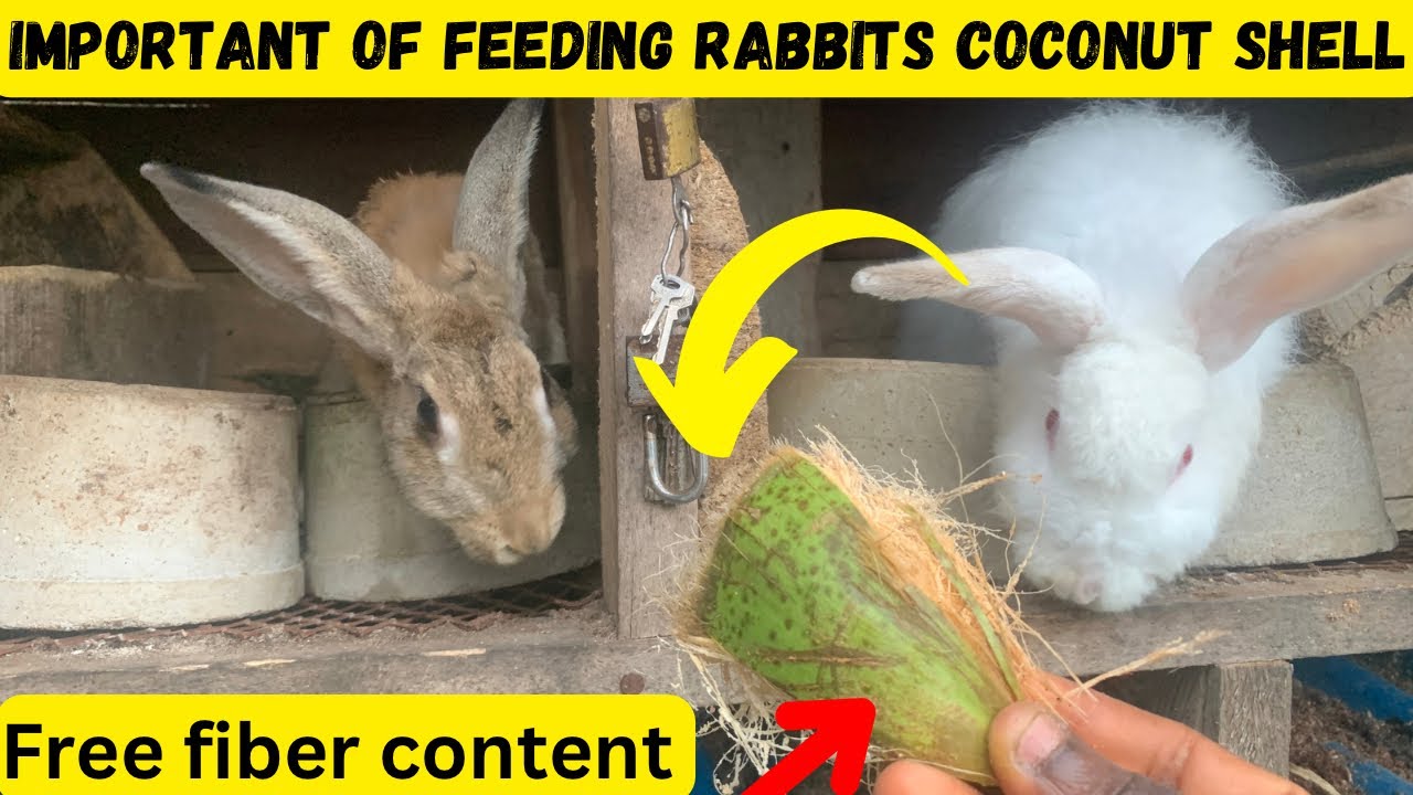 Why you should feed your rabbits coconut shell || rabbit farming - YouTube