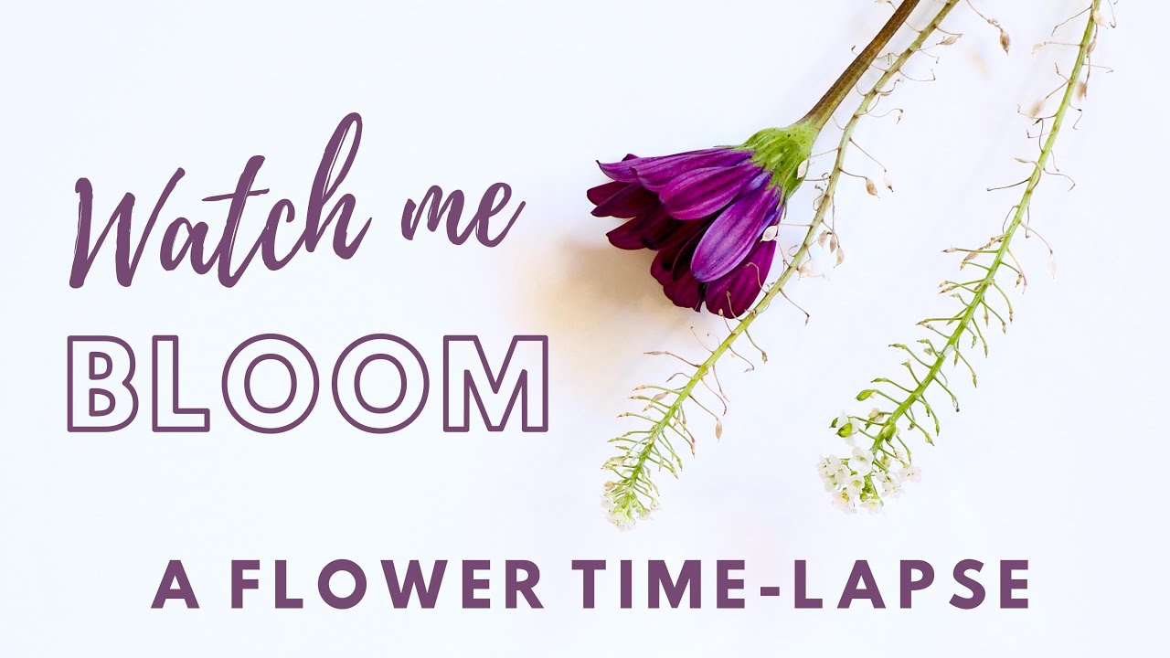 Watch Me Bloom: Stunning Flowers Growing and Dancing in Time Lapse ...