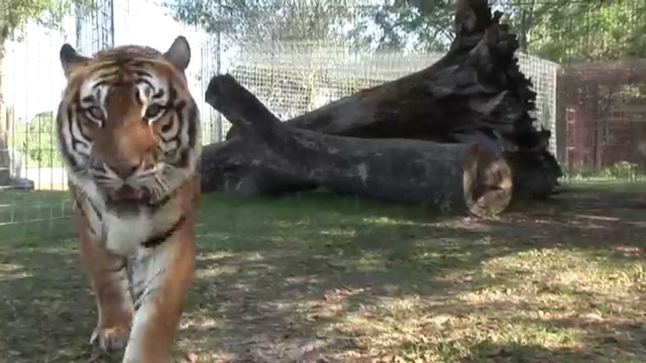 Tour Rules at Big Cat Rescue - YouTube
