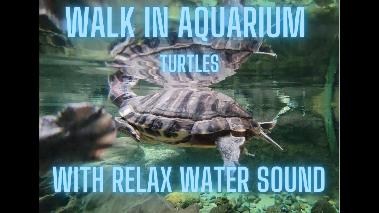 Relaxing Aquarium Fish Video With Water Gurgles/Tank Sounds And Turtles ...