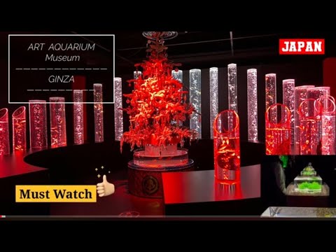 Art Aquarium Museum | Gold Fish Aquarium Tokyo - YouTube