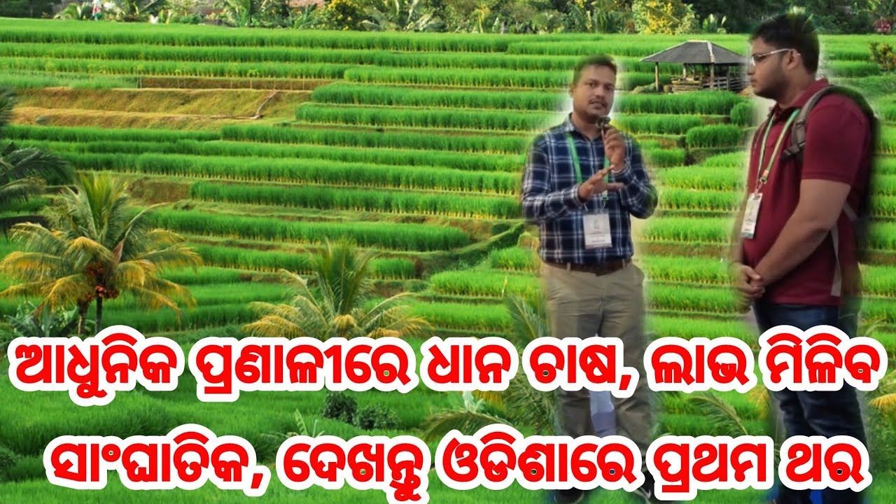 Advance Rice Farming in Odisha explained in Odia by Government Officers ...