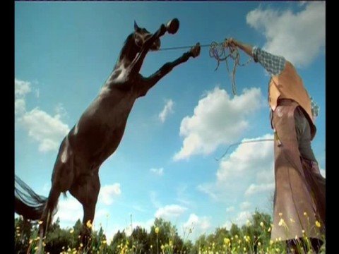 animal planet ident horse - YouTube