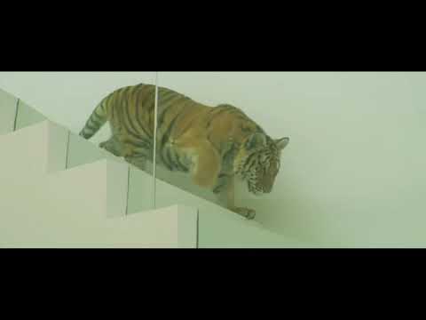 Medusa Tarik Freitekh’s pet Tiger - YouTube