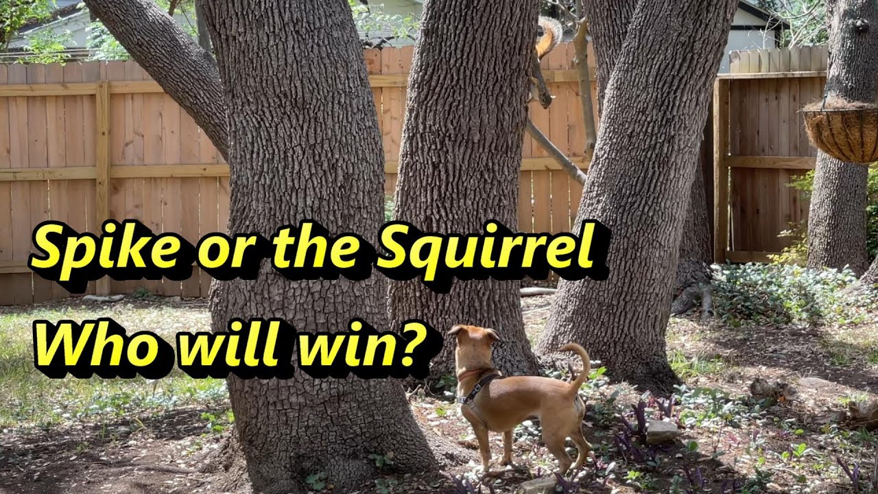 Spike and a Squirrel - Who will win? - YouTube