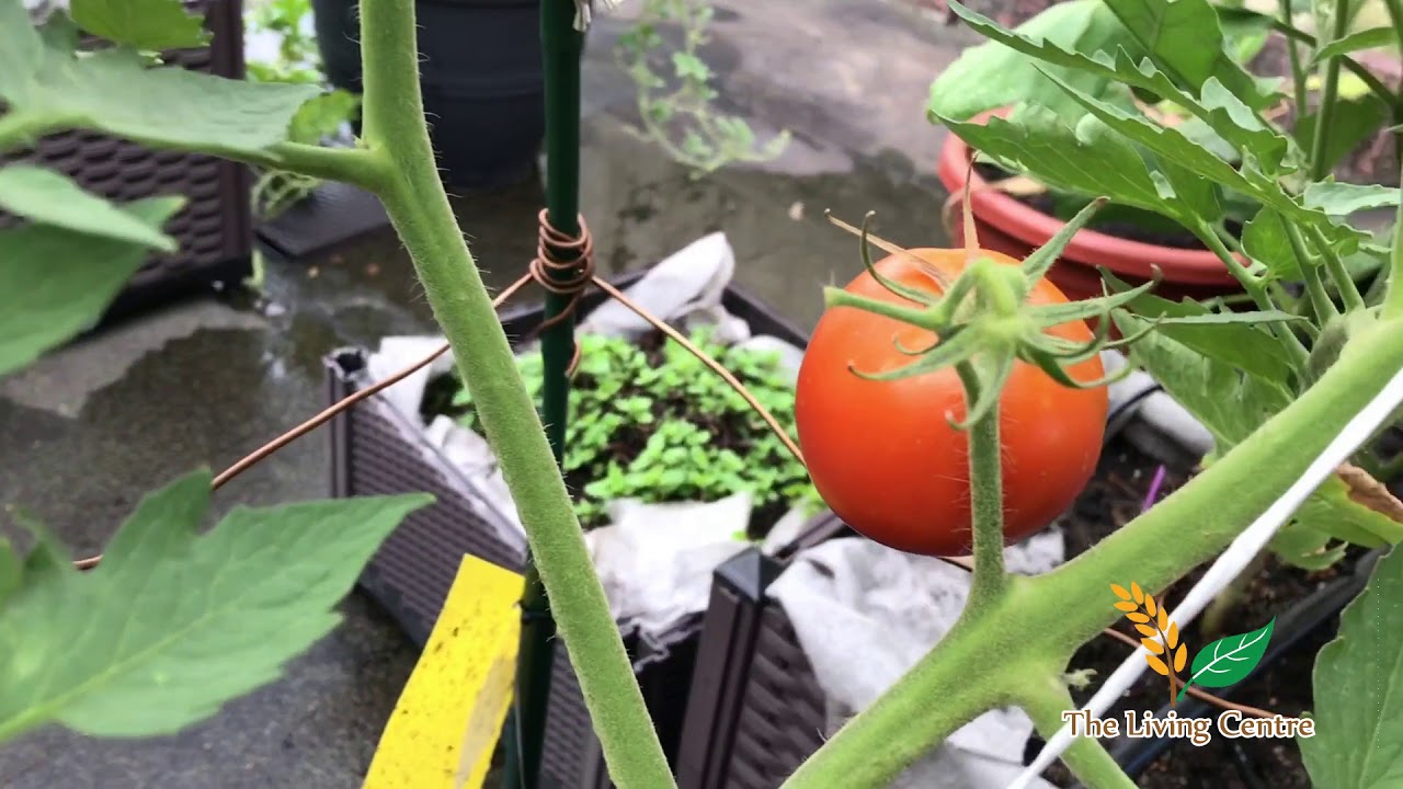 CRAZY Tomatoes fruiting! - YouTube