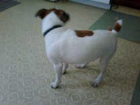 Jack Russell Terrorist chasing his tail like a Tasmanian Devil - YouTube