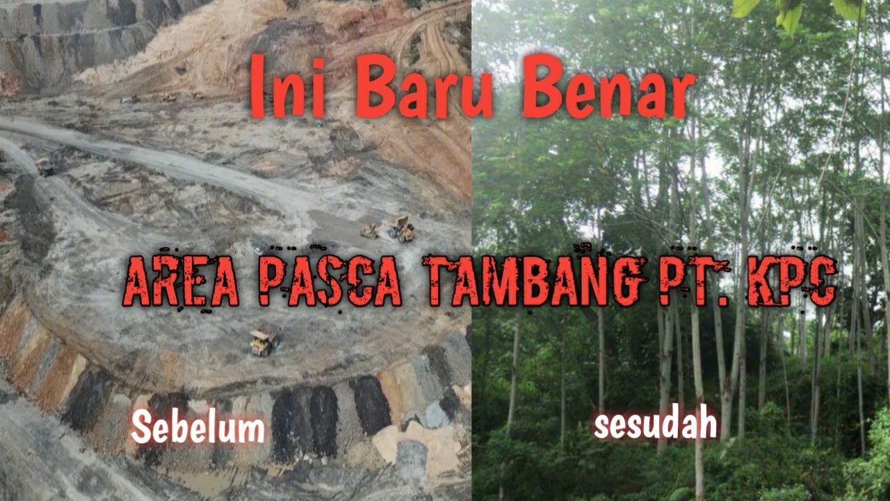 Proses Reklamasi Lahan Bekas Tambang || Area Bengalon PT. KPC Kutai ...