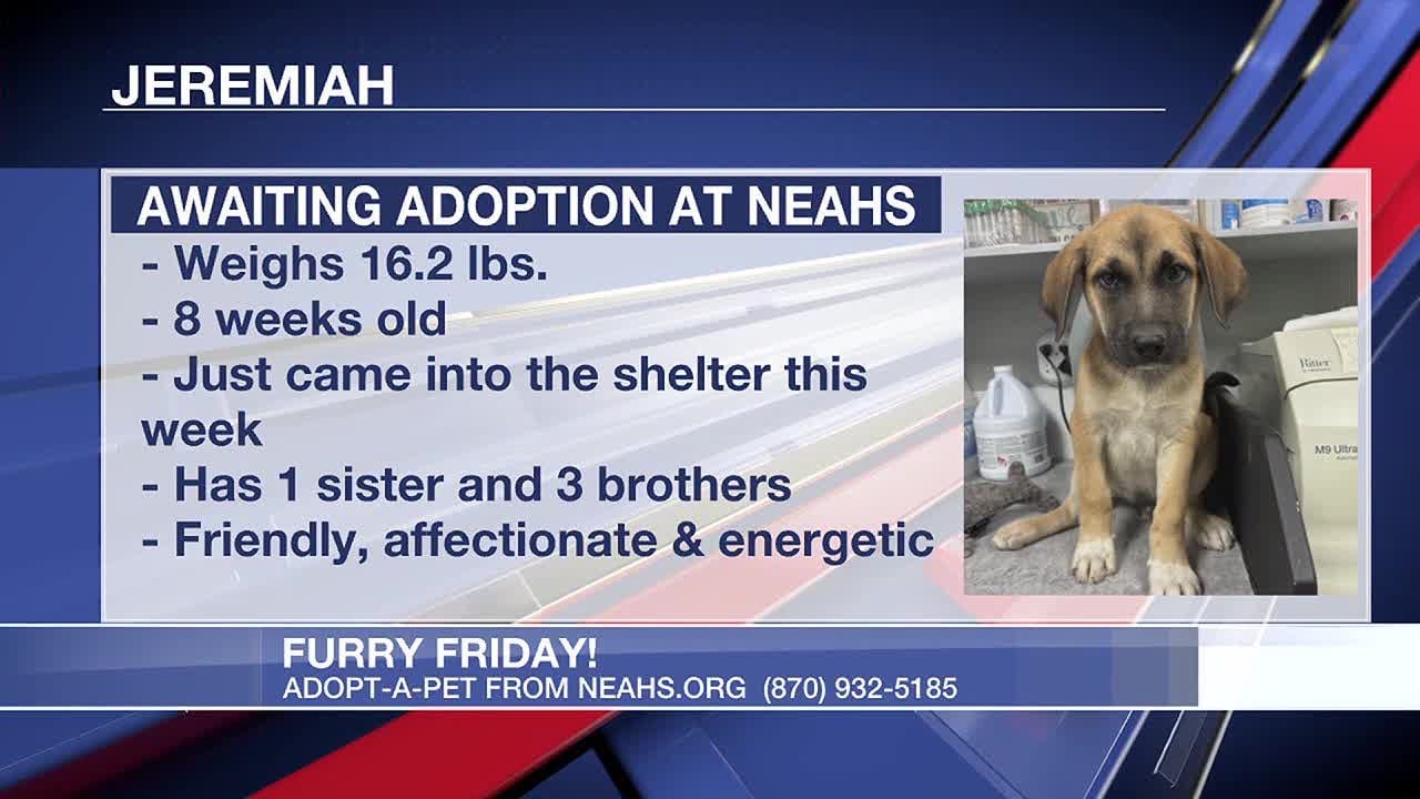 Midday Interview: It's Furry Friday! Meet 'Jeremiah' looking for a good ...
