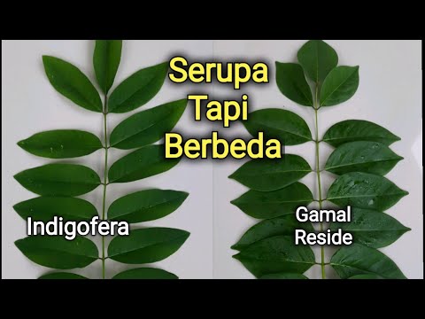 Ciri Ciri Daun Indigofera dengan Reside / Gamal untuk Pakan ternak ...