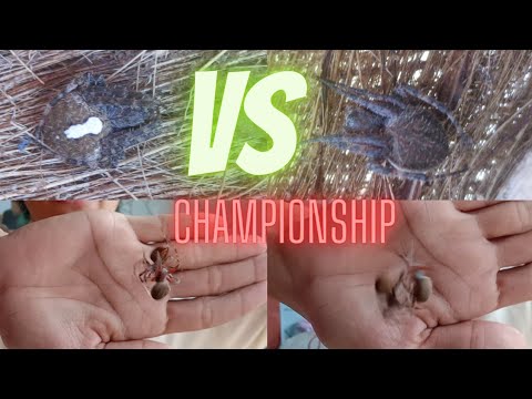 Championship, Pitik Uno/Marka Uno VS Itiman, spider fight! - YouTube