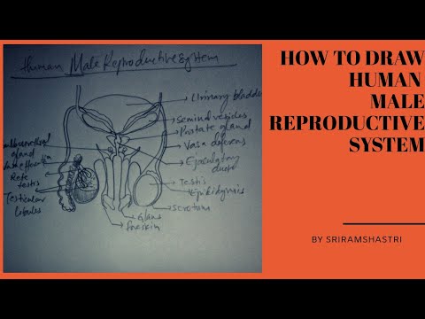 Drawing tutorial|Male reproductive system- Human reproduction class 12 ...
