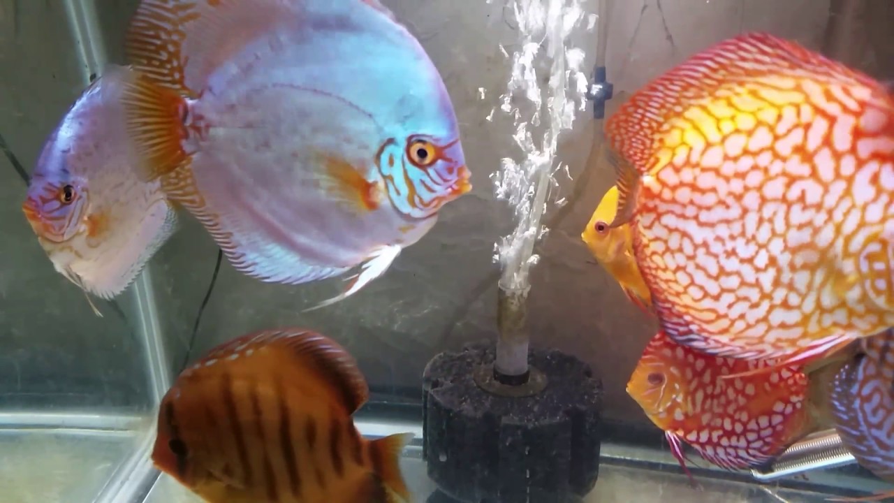 Sick discus has recovered fully without meds - YouTube