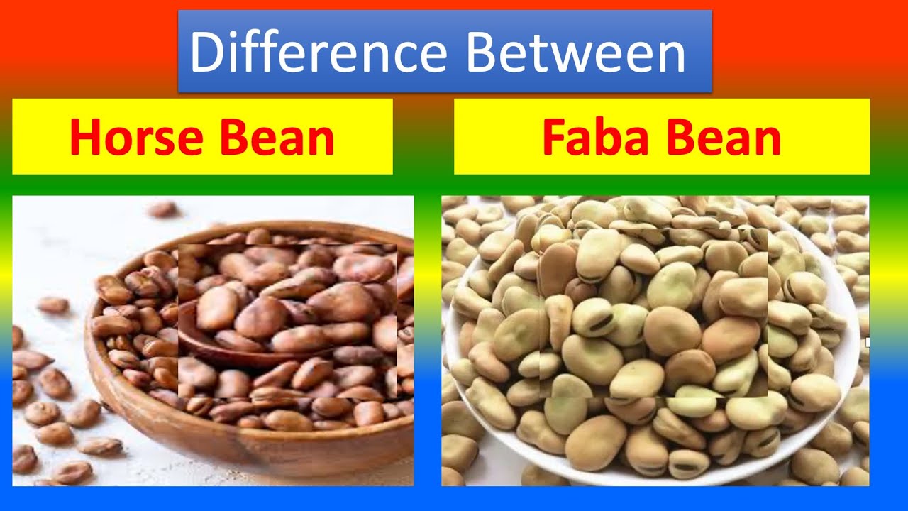 Differences Between Medical And Health Benefits, Nutritional value Of ...