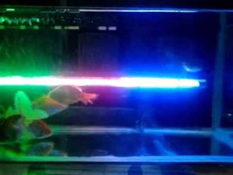 FANTAIL FISH & ANGEL FISH - YouTube