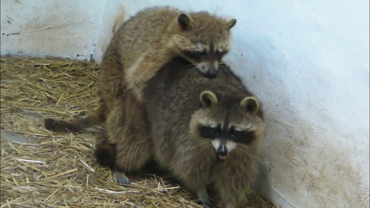 American raccoon mating - Parenje americkih rakuna - YouTube
