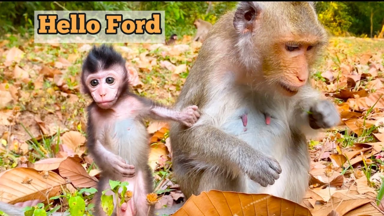 Fiona looks at your Ford , he grows so fast and look smart/ troop ...