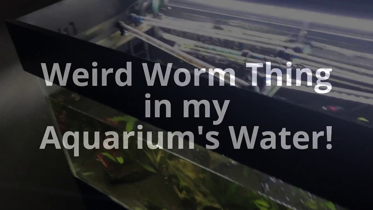 Weird Worm Thing in my Aquarium Water !! - YouTube