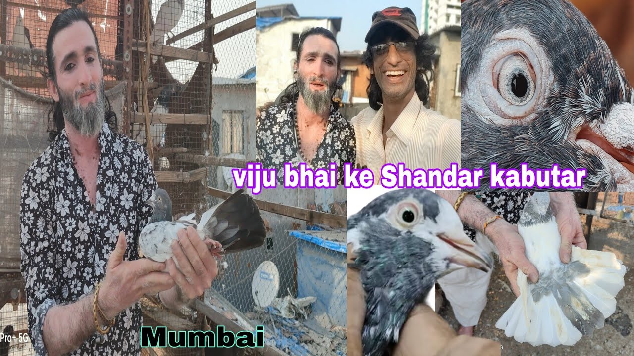 viju bhai ke Shandar #kabutar shauk Karen #pigeon - YouTube