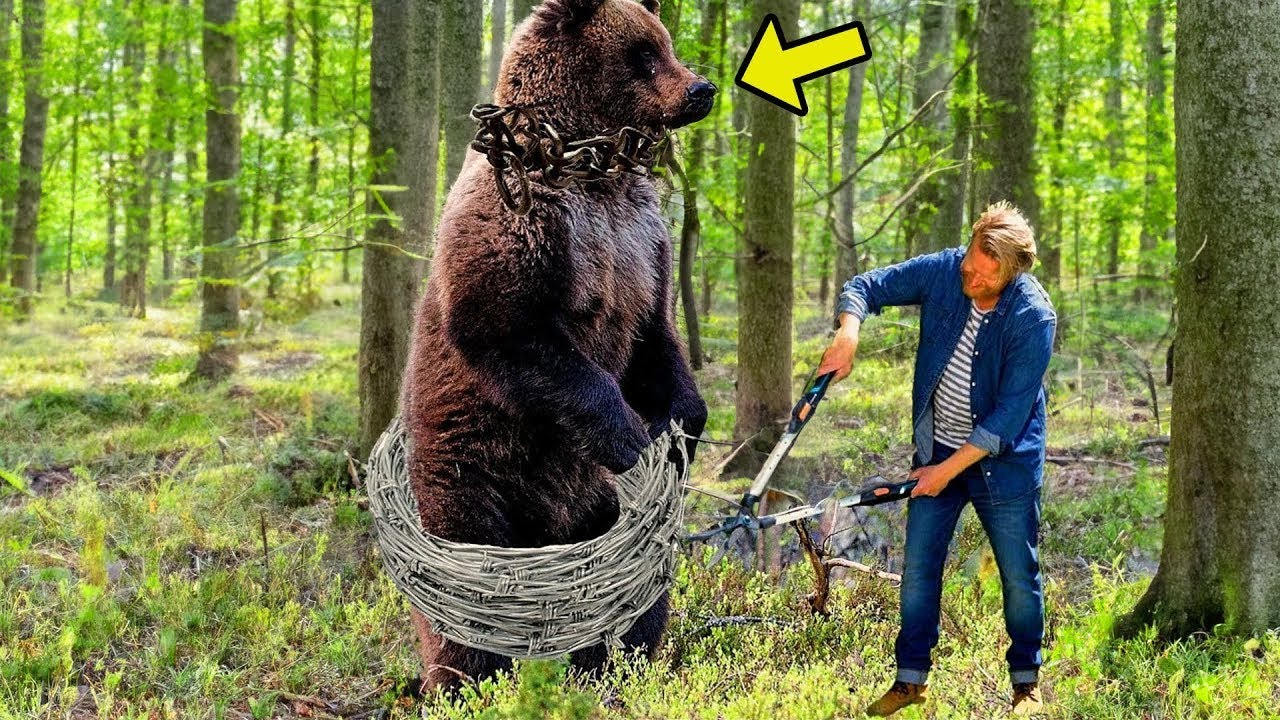 Bear Begged Him To Remove The Snare, But The Hunter Did Something ...