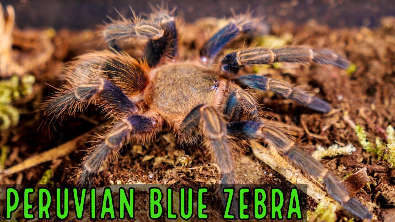 WOW! Unboxing a Peruvian Blue Zebra Tarantula (Homoeomma sp. Blue ...