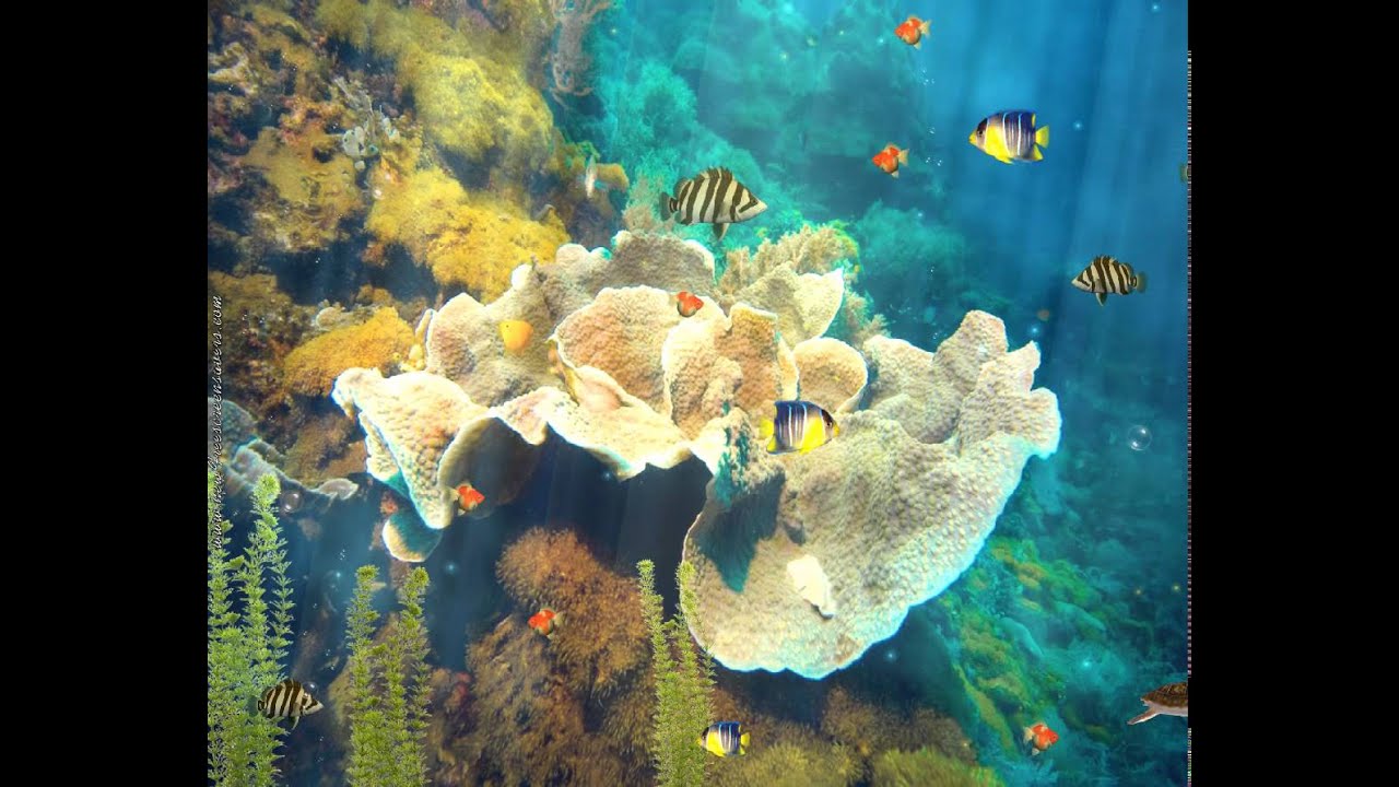 Ocean life screensaver nfsOceanGallery1 - YouTube