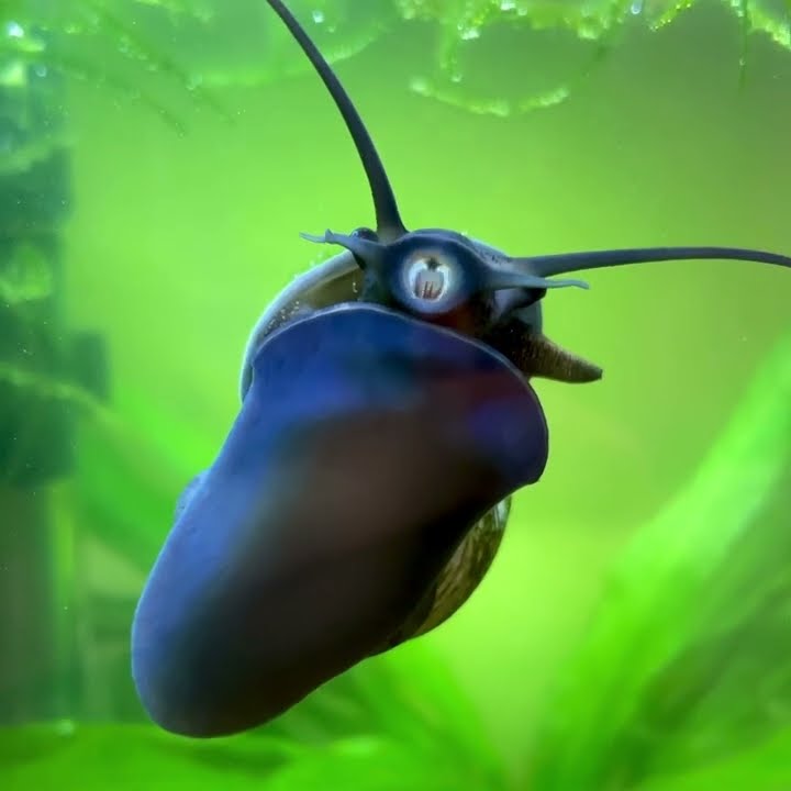 blue mystery snail - YouTube