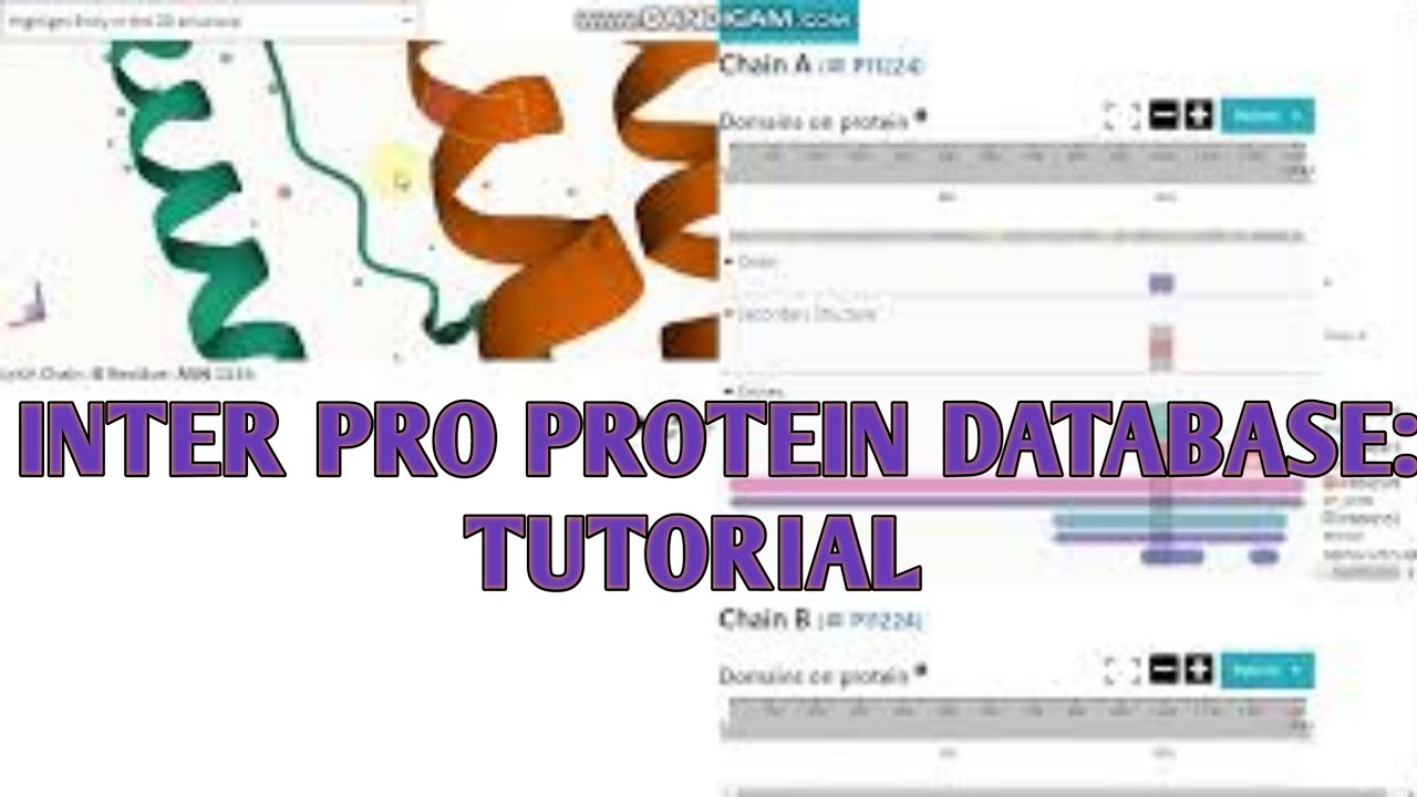 How to use interpro protein database I xgene and proteinx - YouTube