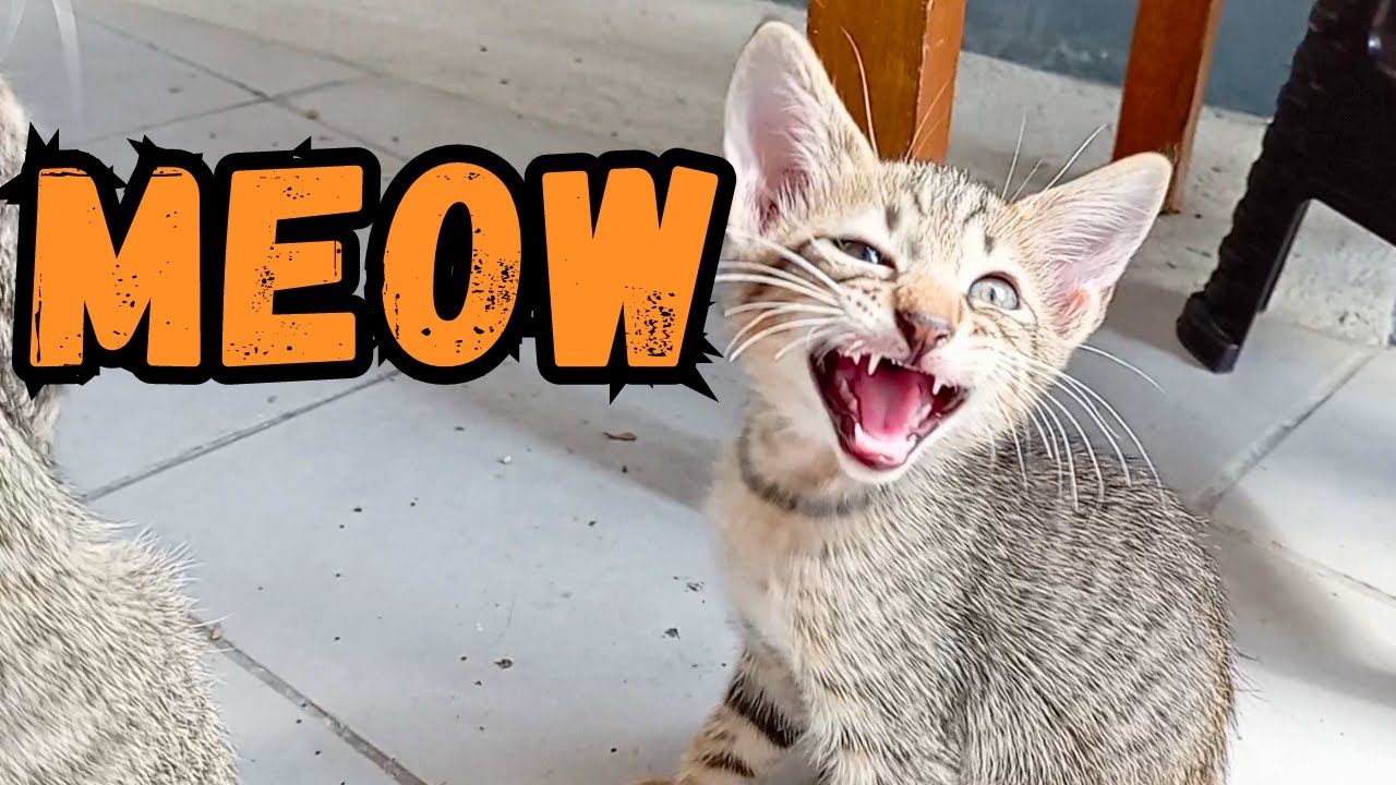 Compilation of Meowing Cats (And When Do They MEOW) - YouTube