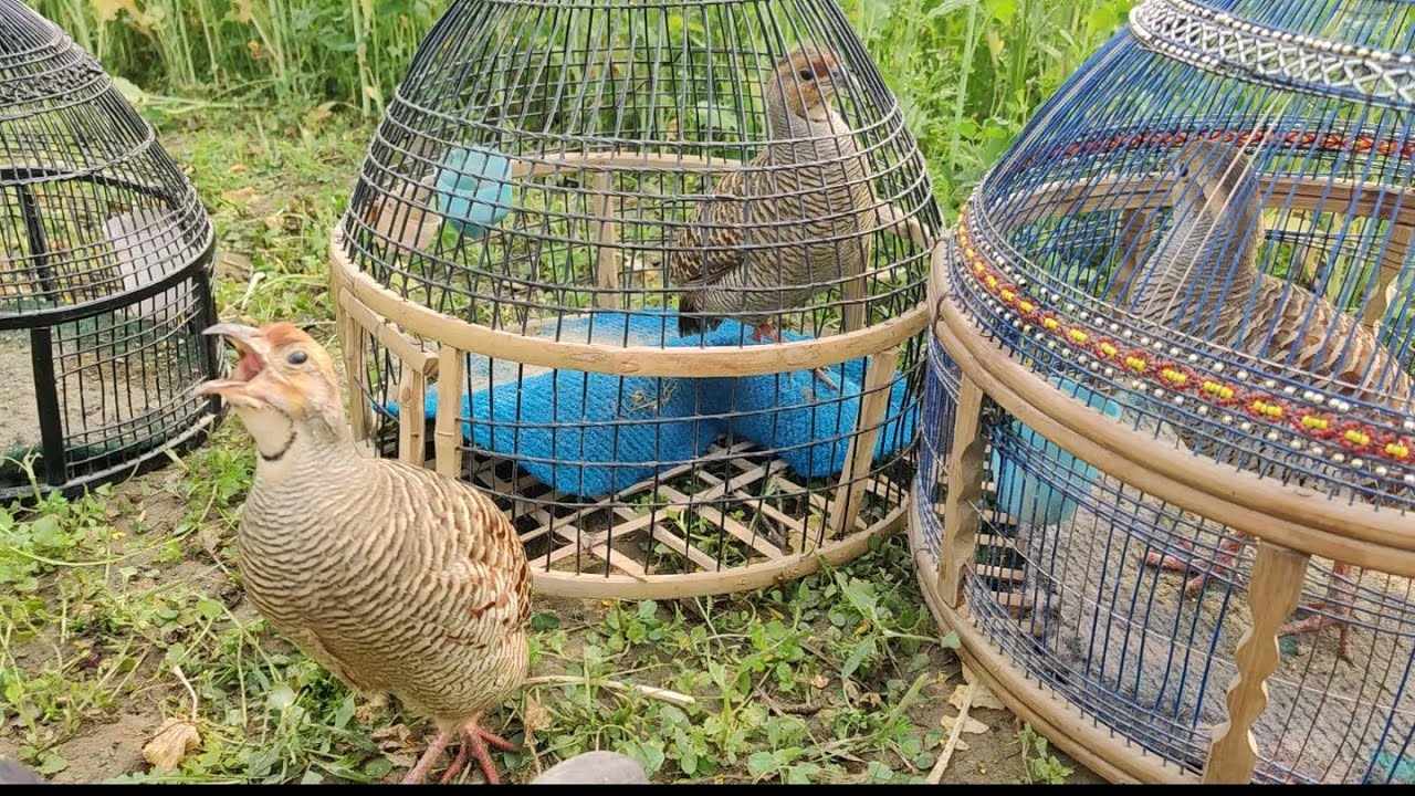 #grey Francolin life #beautifulanimals #birds vlog #gora teetar birds ...