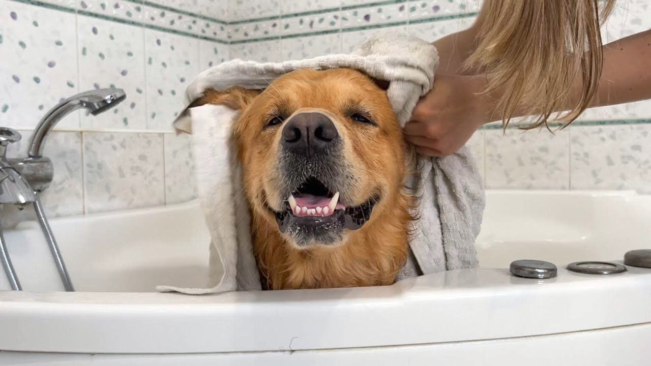 Ultimate Spa Day for My Dog - YouTube